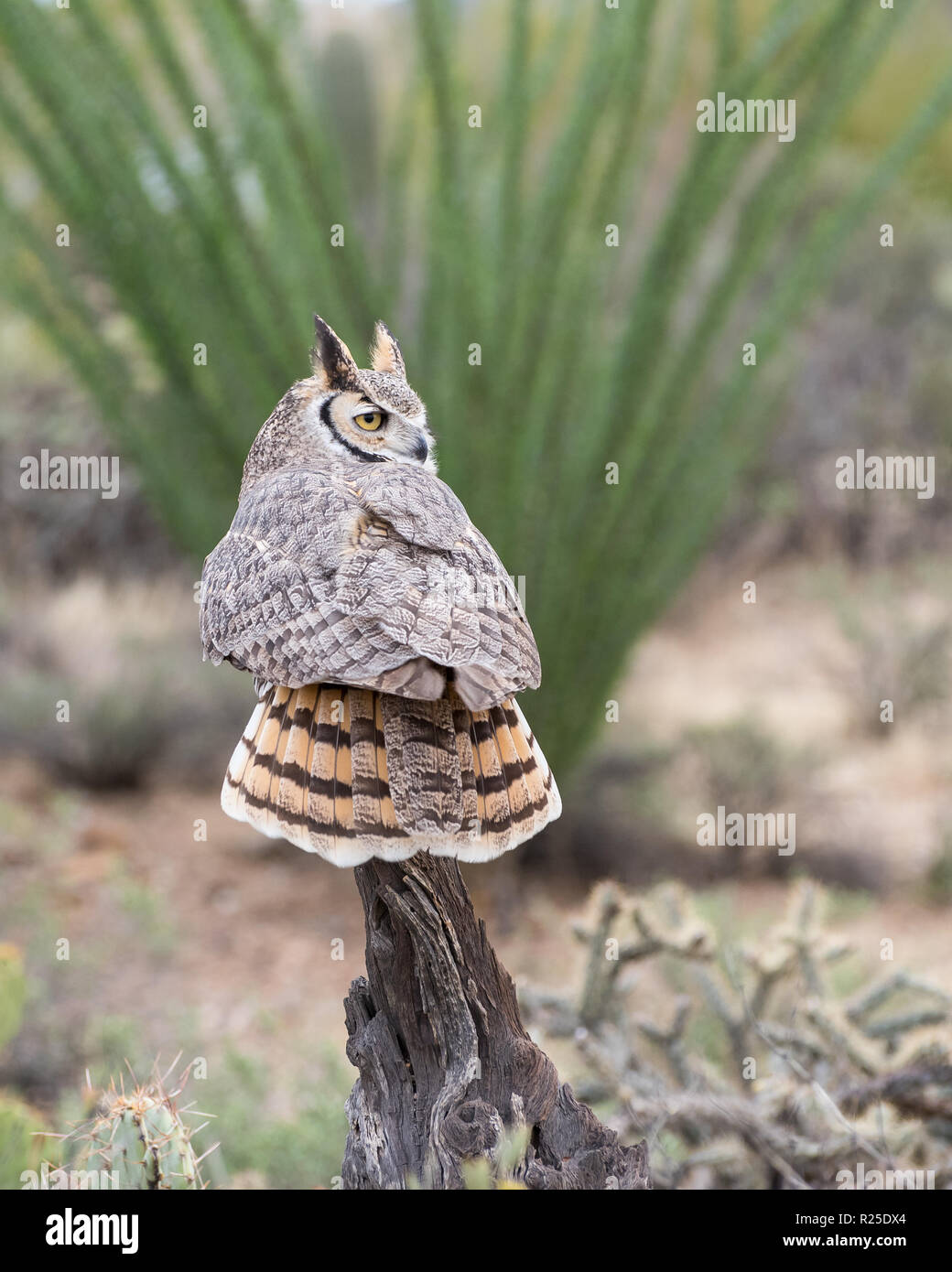 Large backside hi-res stock photography and images - Alamy