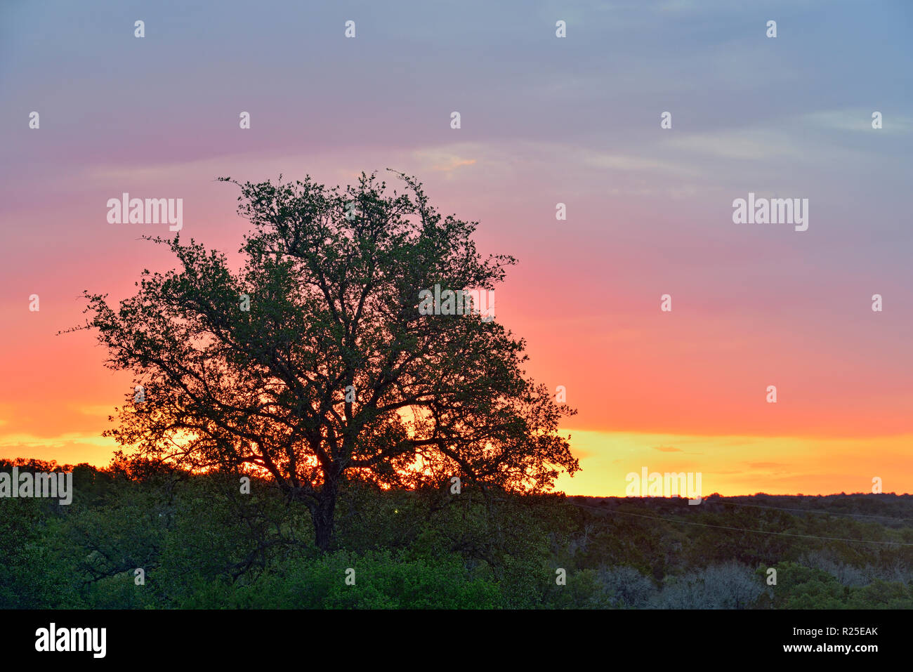 Texas cypress tree hi-res stock photography and images - Alamy