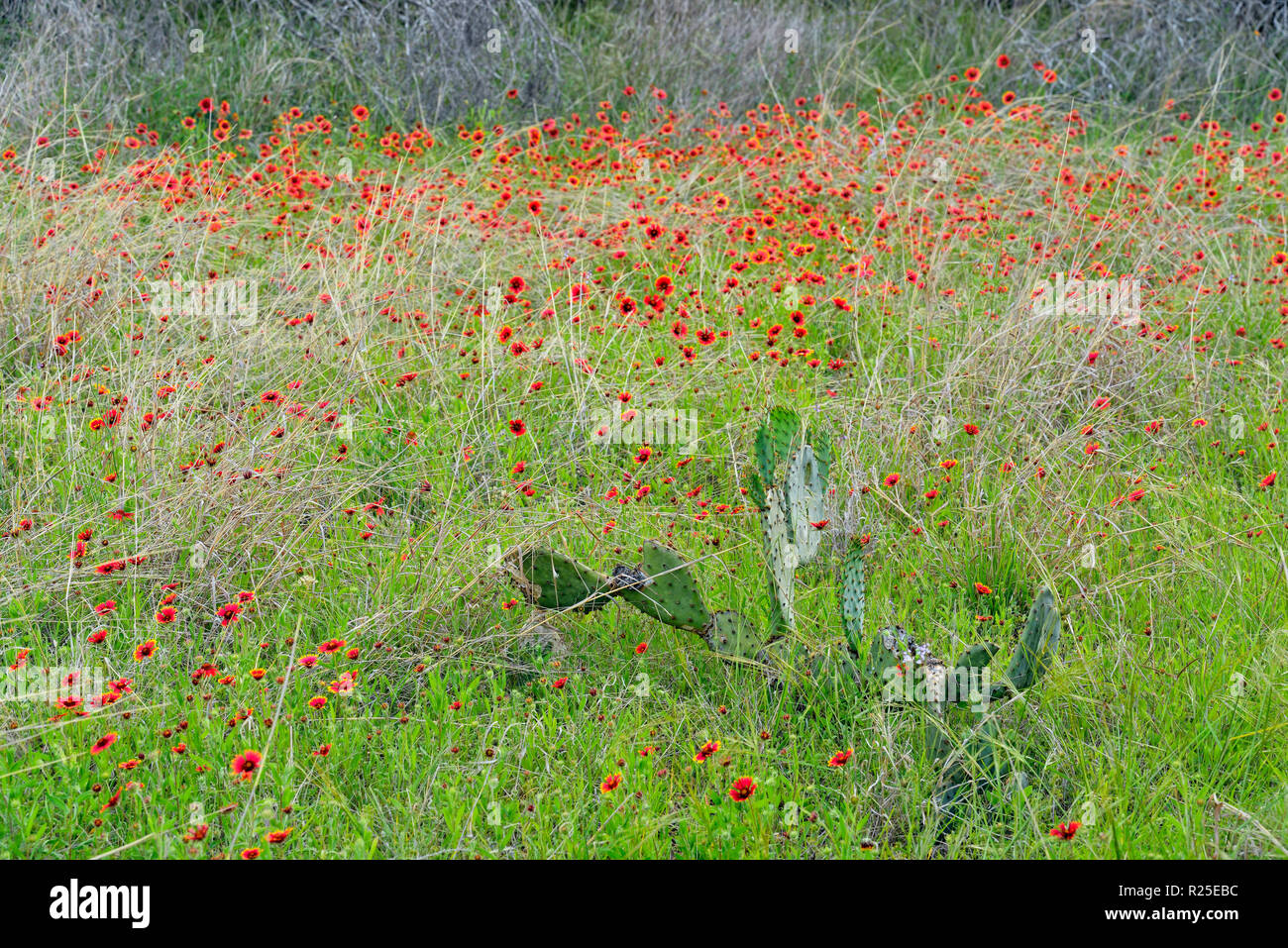 Johnson grass texas hi-res stock photography and images - Alamy