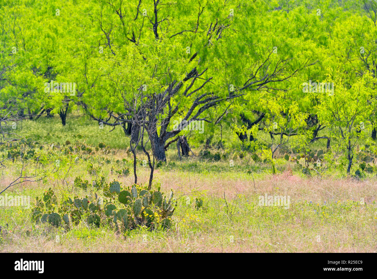 Hill Country spring ecosystem- prickly-pear cacti and mesquite trees ...