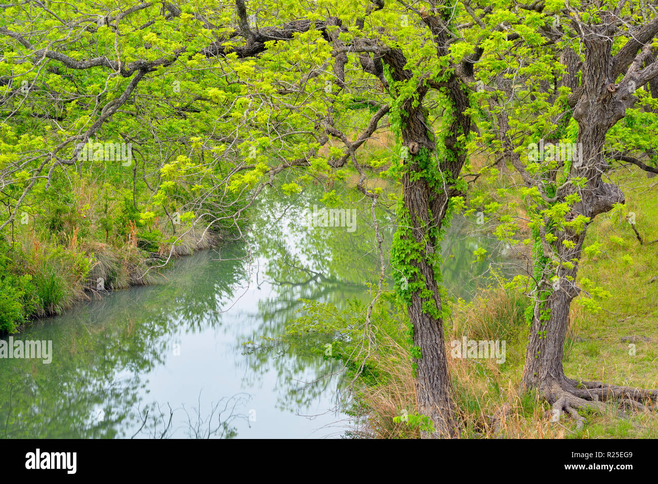Overhanging deciduous trees hi-res stock photography and images - Alamy