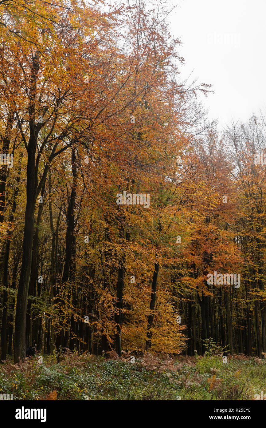 Autumn Tree Colours Stock Photo - Alamy