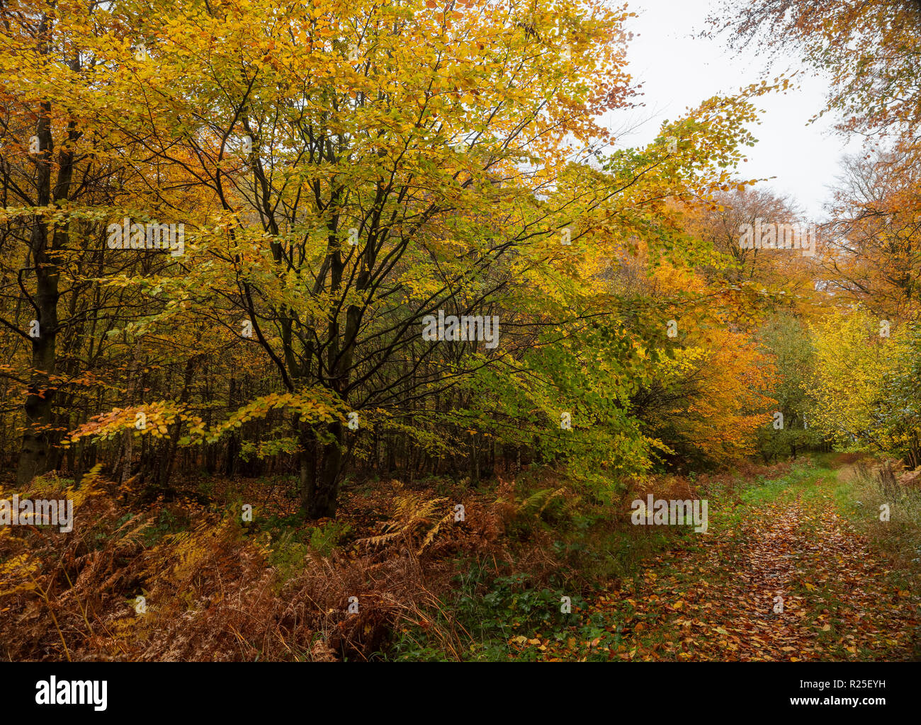 Autumn Forest Colours Stock Photo - Alamy