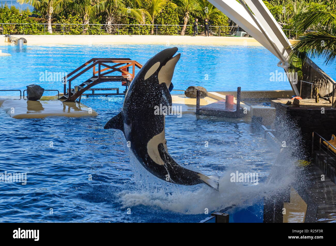 Killer whale, grampus, Orcinus orca jumping from the water in ...