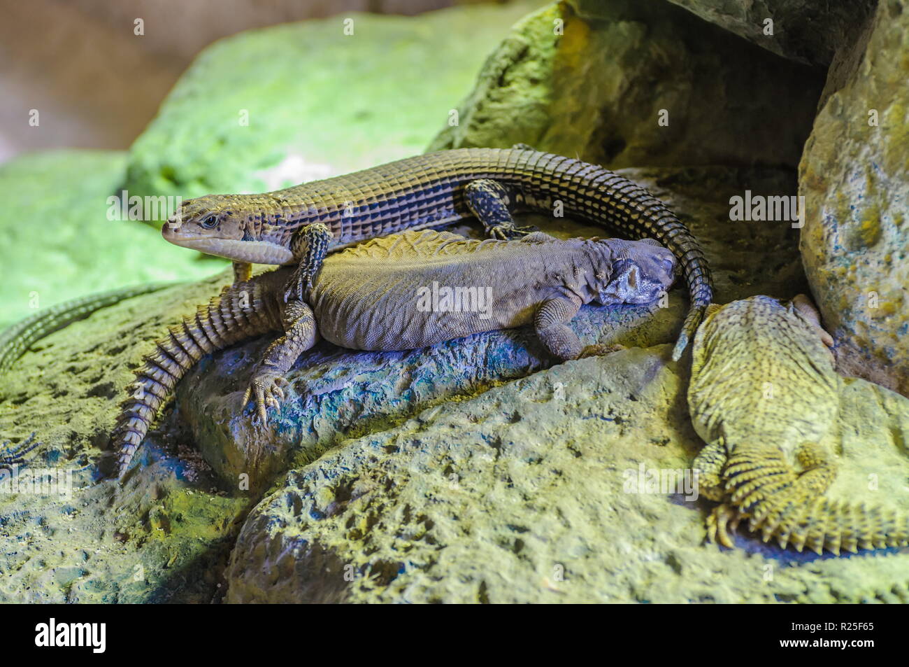Lizzard sungathing hi-res stock photography and images - Alamy