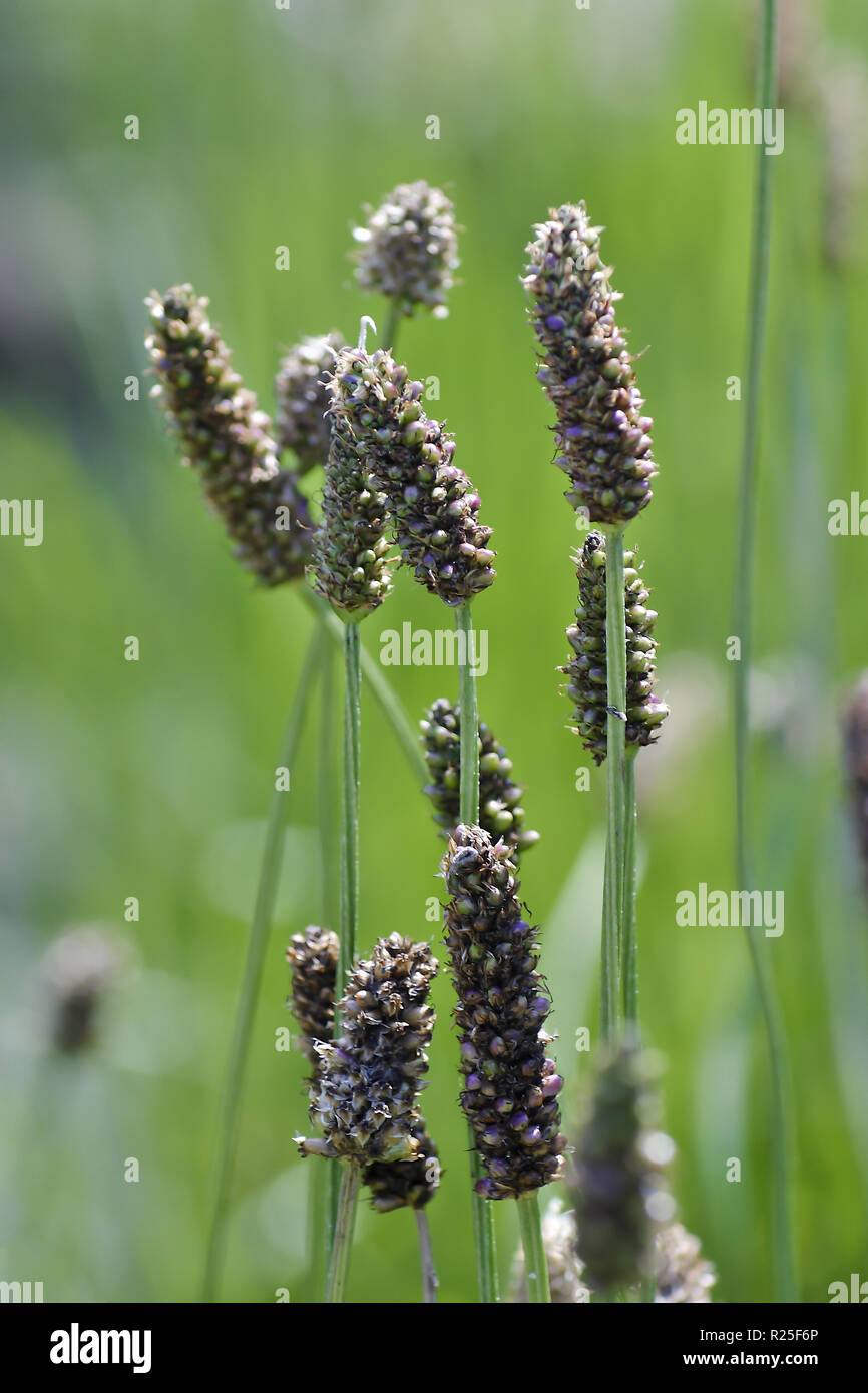 Ribgrass Plantago Lanceolata High Resolution Stock Photography and ...