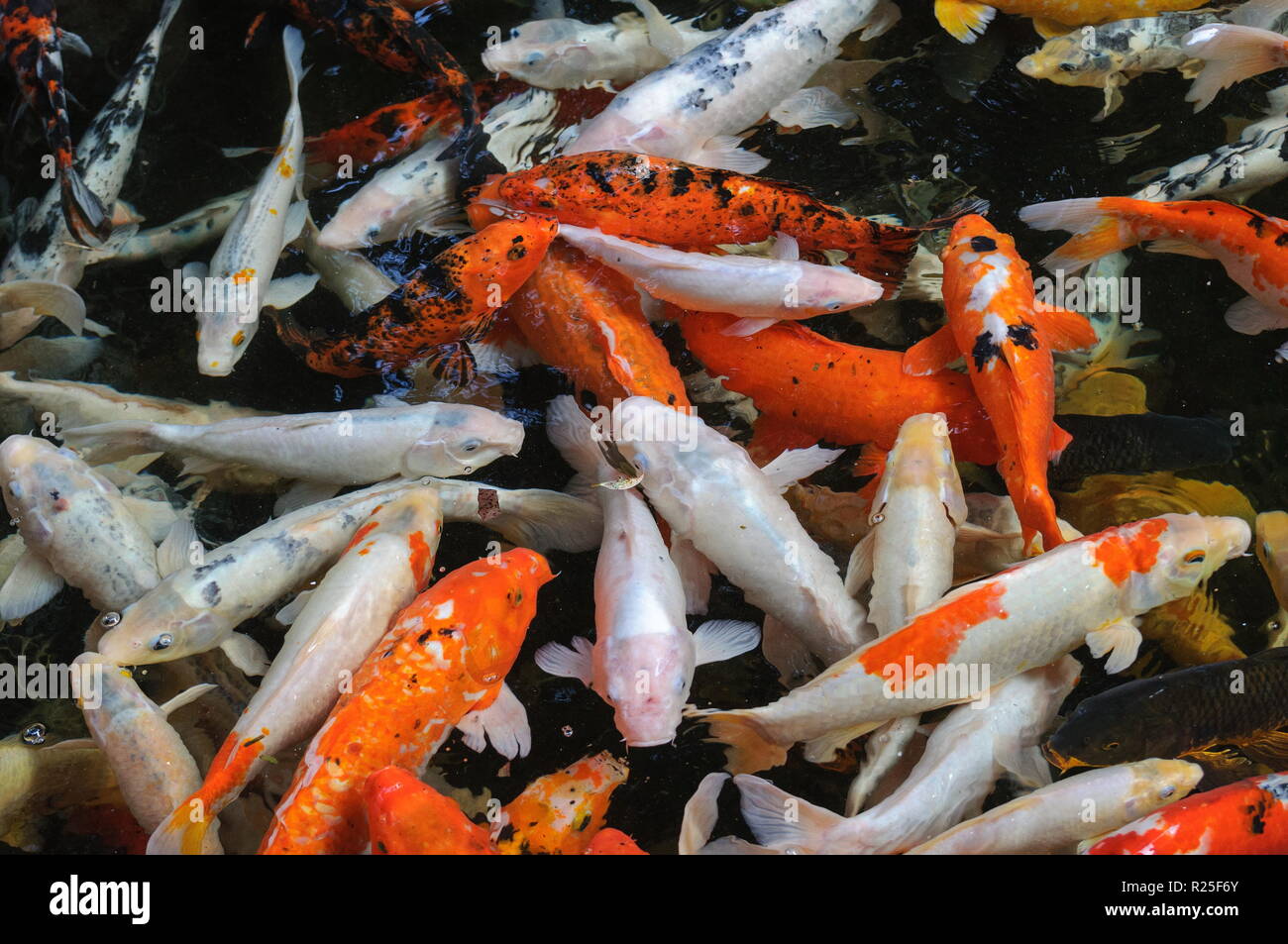 Colorful fancy carp fish, koi fish in Loro Parque, Tenerife, Canary ...