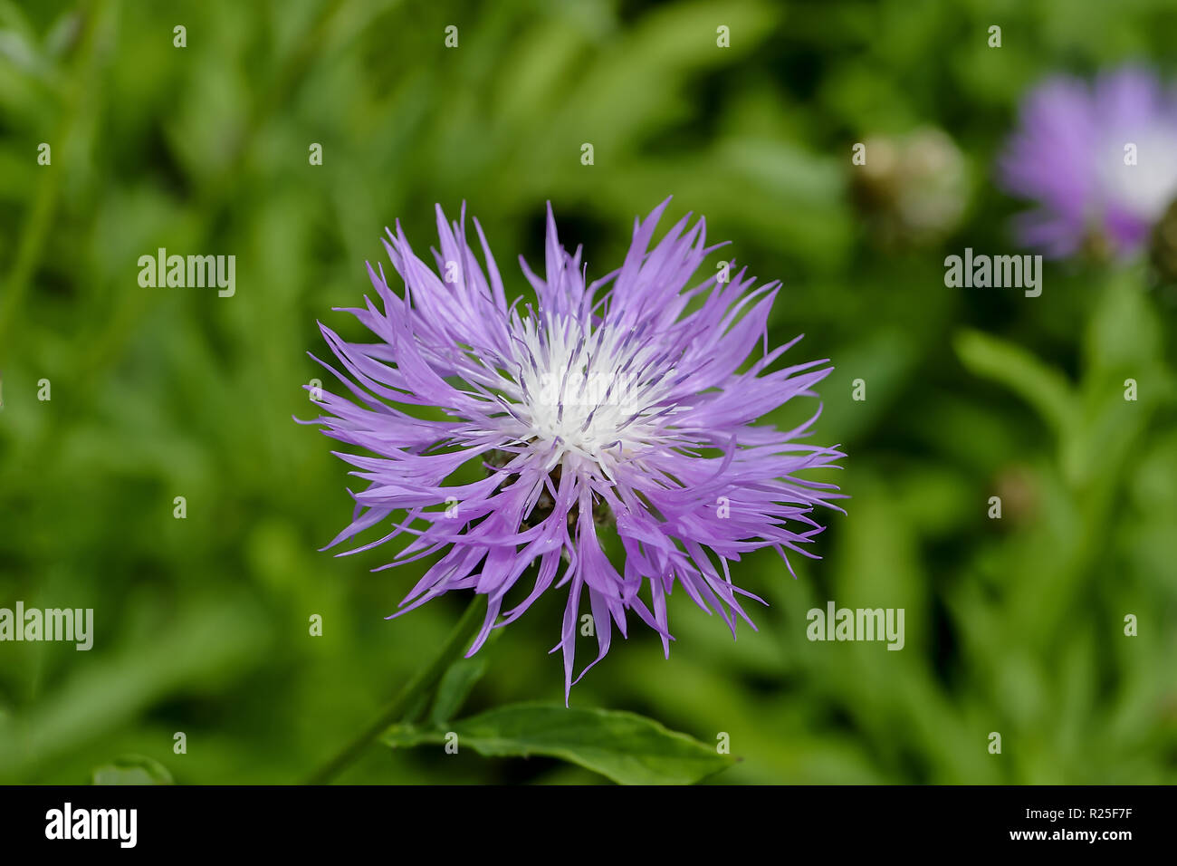 Persian cornflower, Centaurea dealbata, Bavaria, Germany, Europe Stock ...