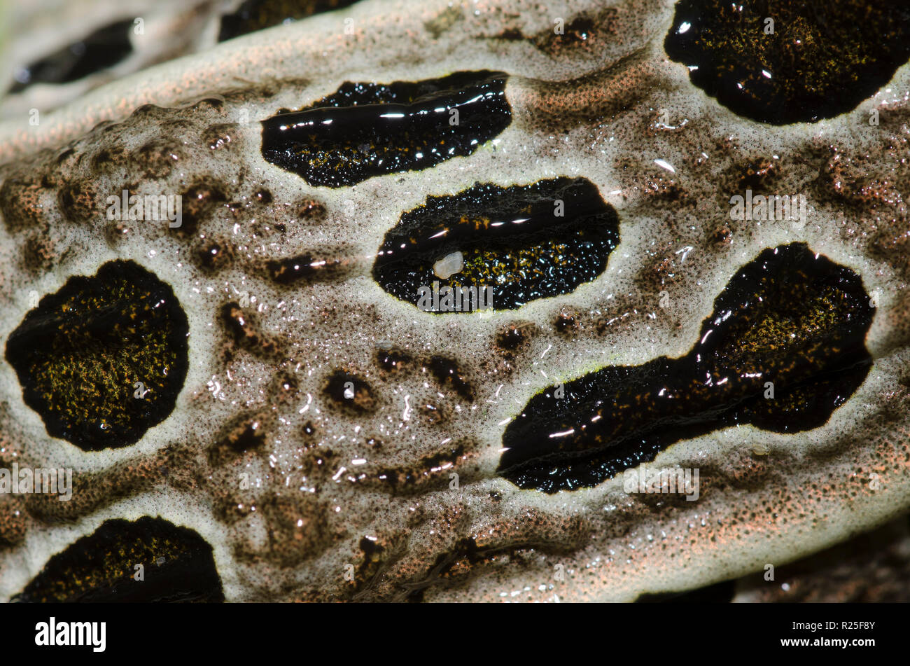 Frog skin pattern hi-res stock photography and images - Alamy
