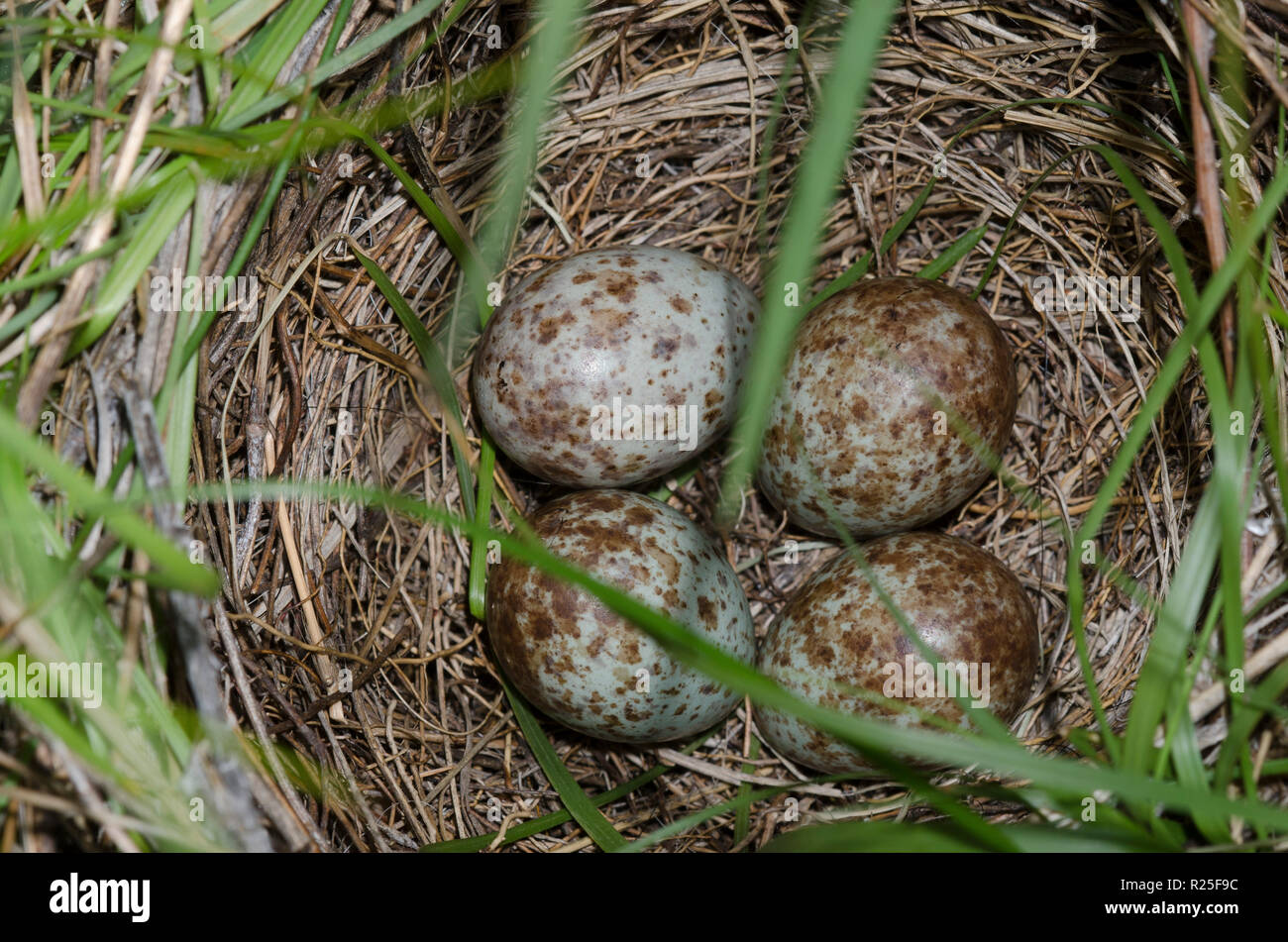 Red Winged Black Bird Eggs