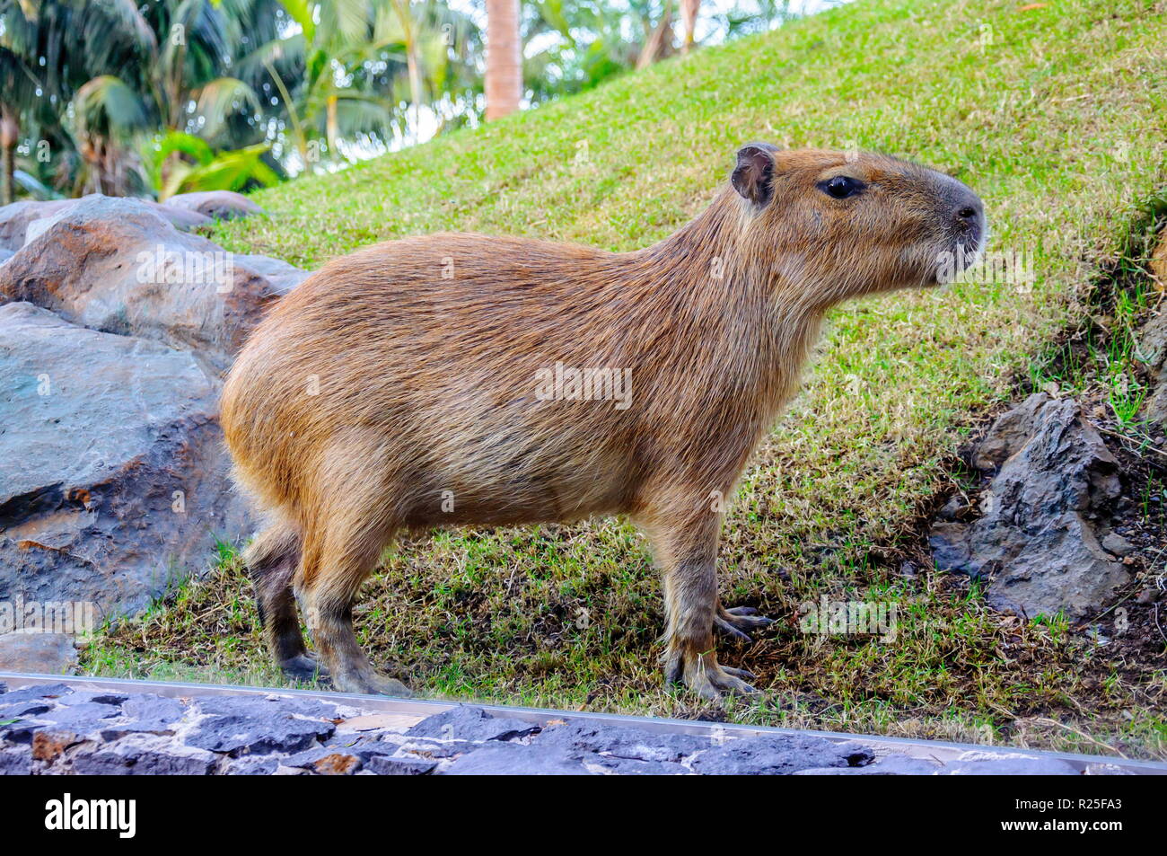 Capibara brasil hi-res stock photography and images - Alamy