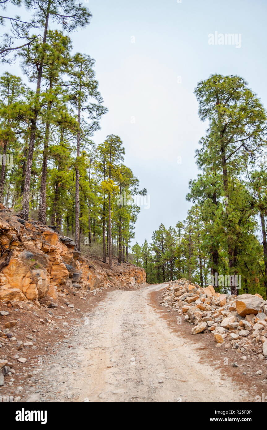 Road along the canarian pines in the Corona Forestal Nature Park ...