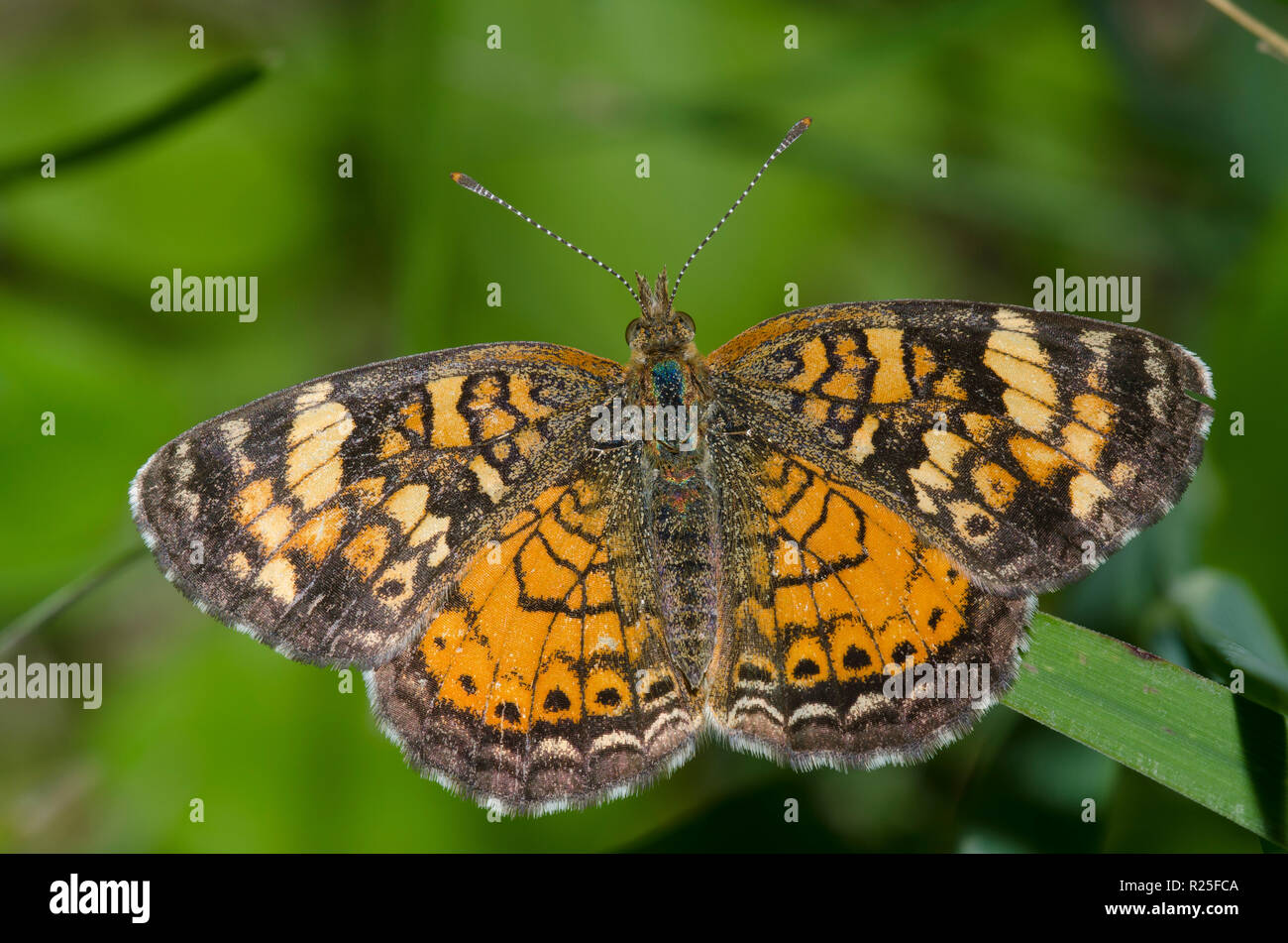 Pearl Crescent, Phyciodes tharos Stock Photo - Alamy