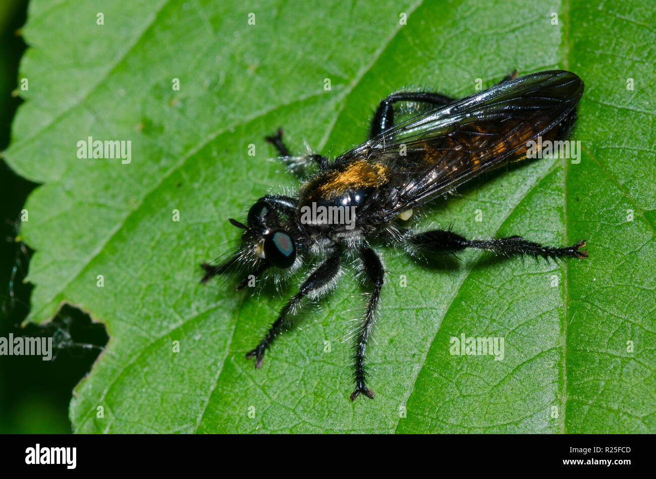 Laphria hi-res stock photography and images - Alamy