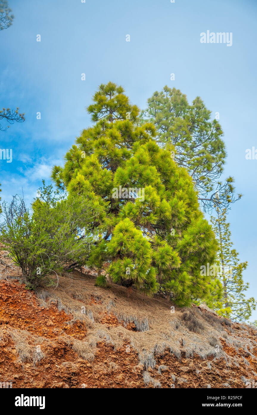 Canarian pine, pinus canariensis in the Corona Forestal Nature Park ...