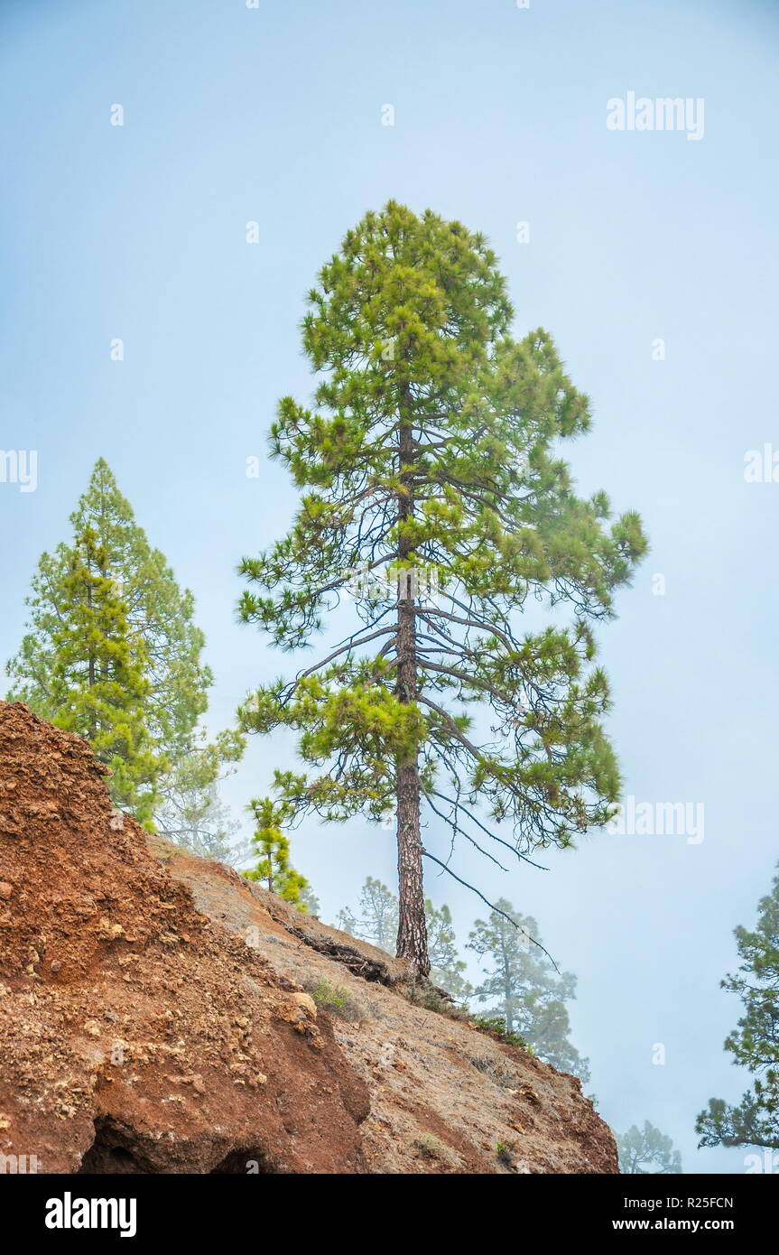 Canarian pine, pinus canariensis in the Corona Forestal Nature Park ...