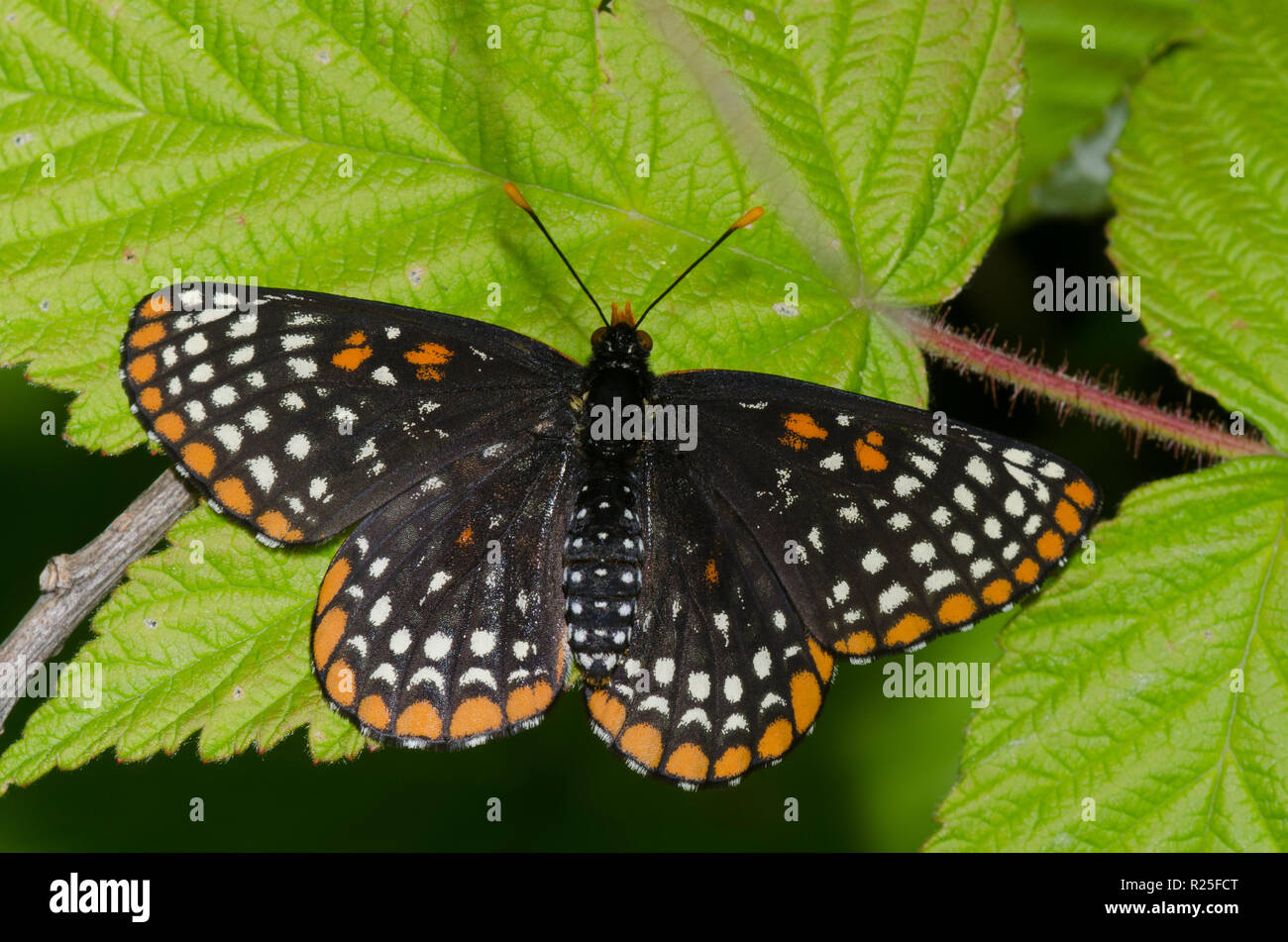 Baltimore Checkerspot Butterfly High Resolution Stock Photography and ...