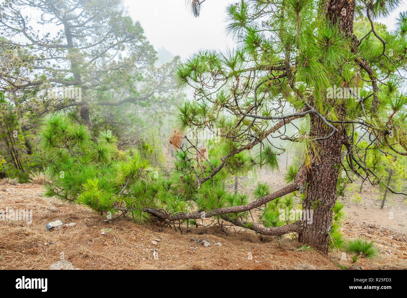 Canarian pines, pinus canariensis in the Corona Forestal Nature Park ...