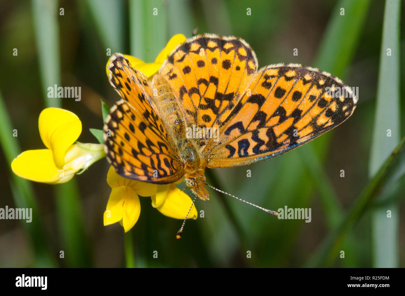 Silver-bordered Fritillary, Boloria myrina, on bird's-foot trefoil ...