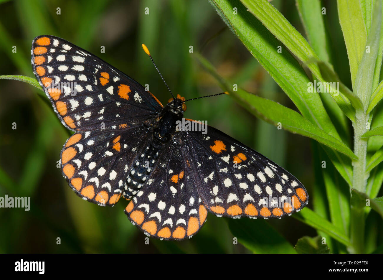 Baltimore checkerspot butterfly hi-res stock photography and images - Alamy