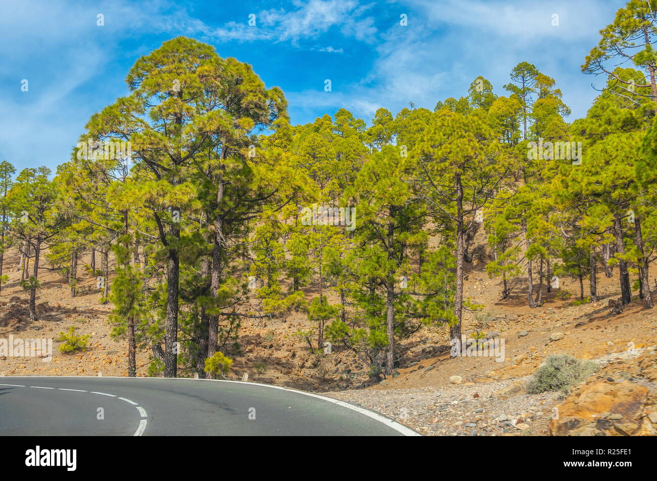 Road along the canarian pines in the Corona Forestal Nature Park ...