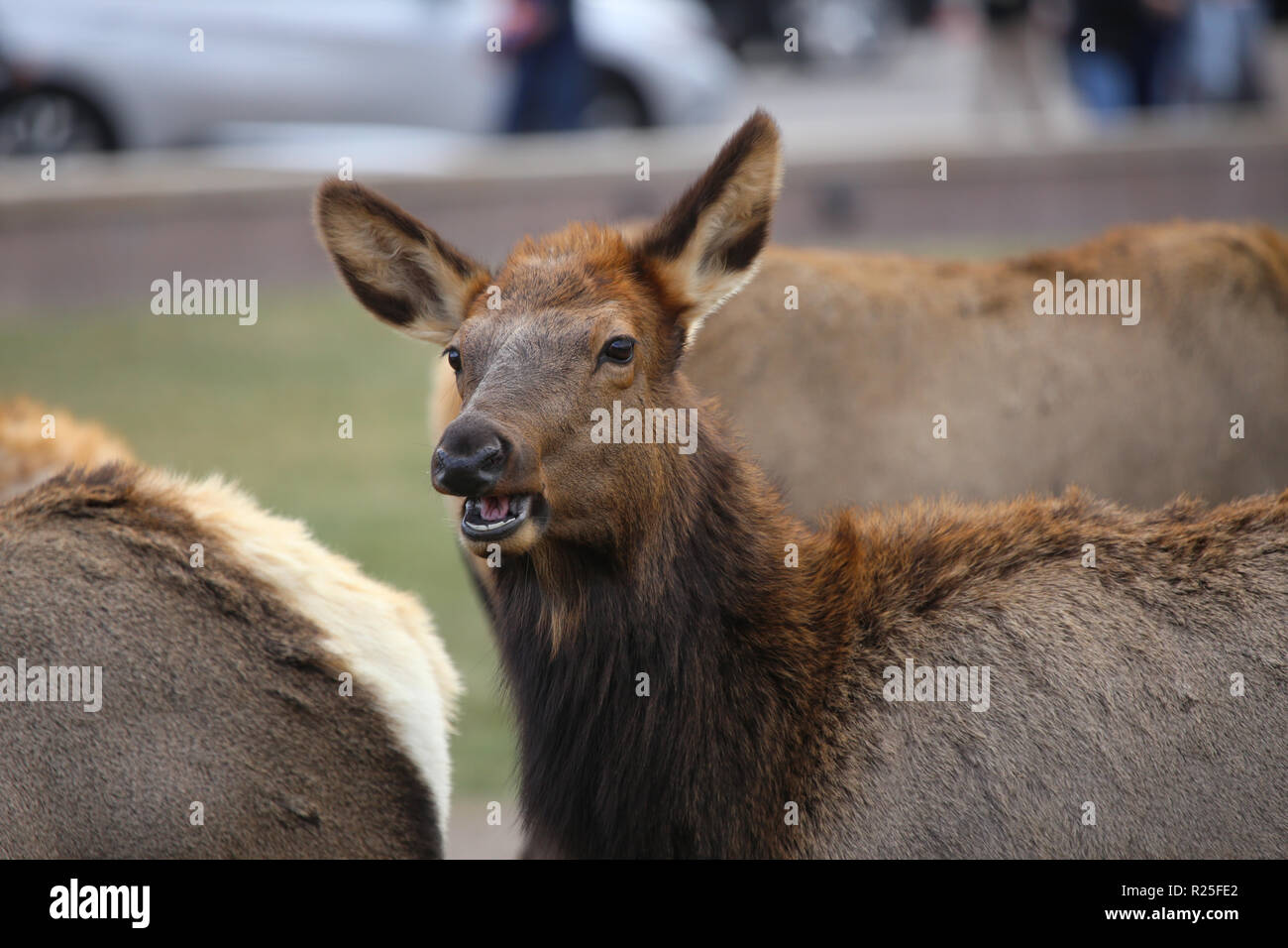 Elk female animal hi-res stock photography and images - Alamy