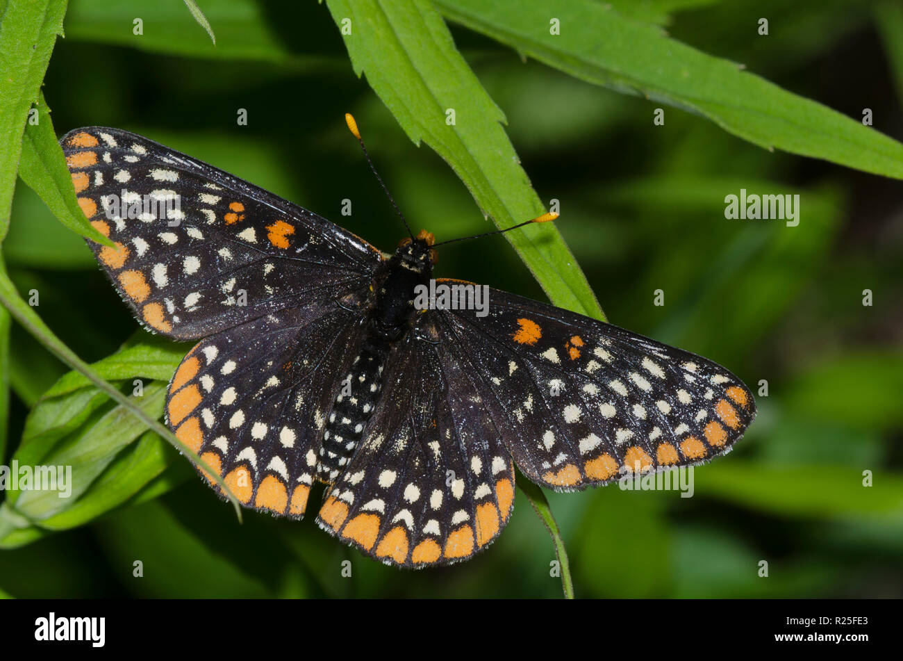 Baltimore checkerspot butterfly hi-res stock photography and images - Alamy