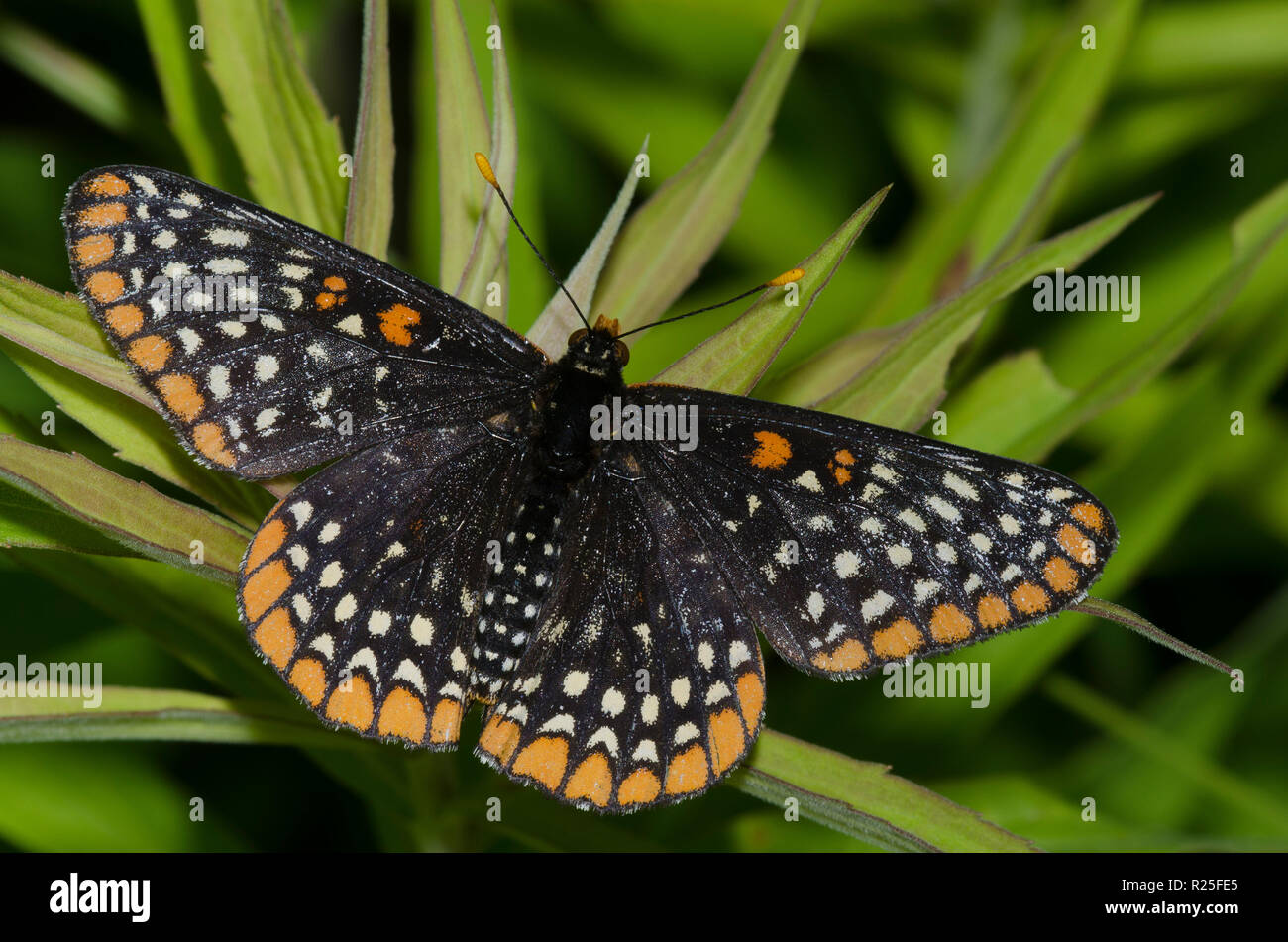 Baltimore checkerspot butterfly hi-res stock photography and images - Alamy