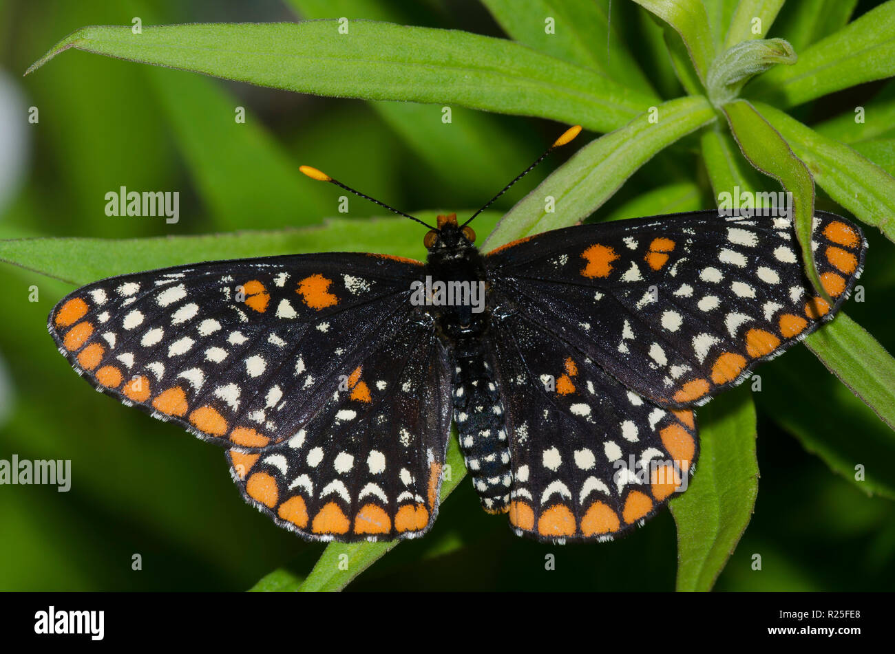 Baltimore Checkerspot, Euphydryas phaeton Stock Photo - Alamy