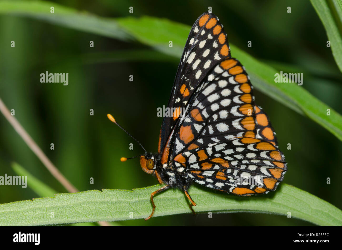 Baltimore checkerspot butterfly hi-res stock photography and images - Alamy