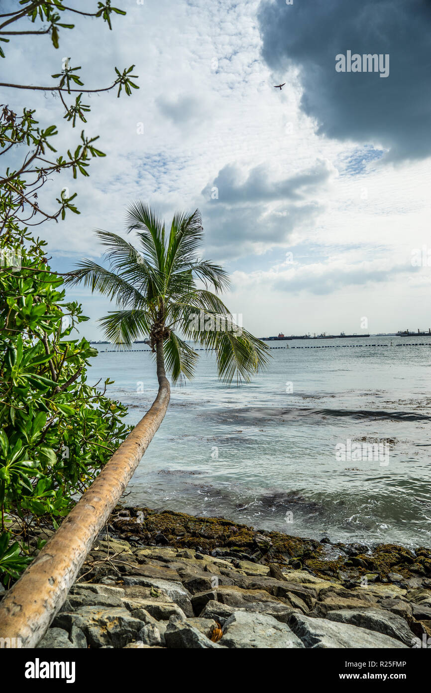 tree on the beach Stock Photo - Alamy
