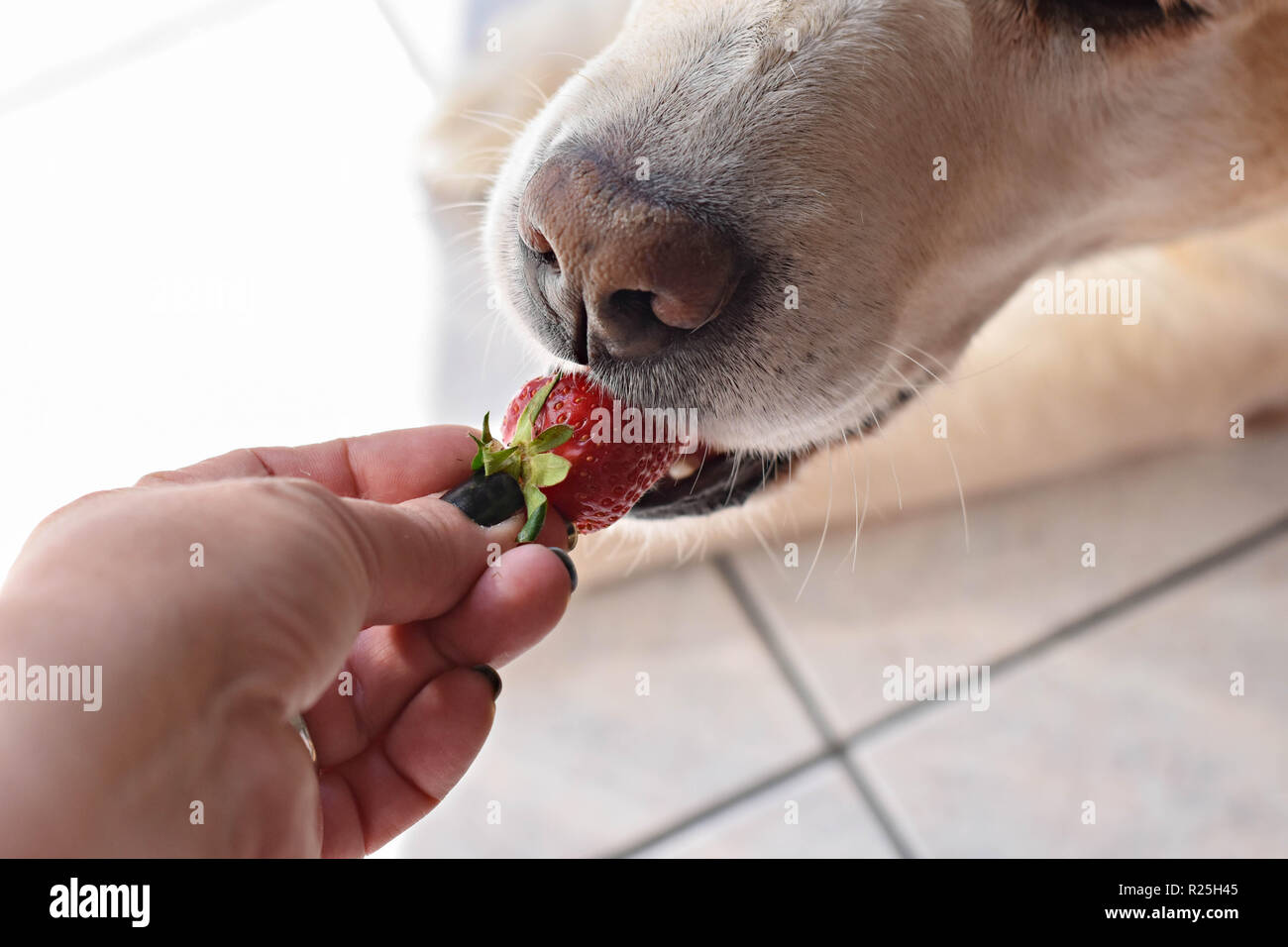 White Labrador retriever dog eating a strawberry fruit from owners hand ...
