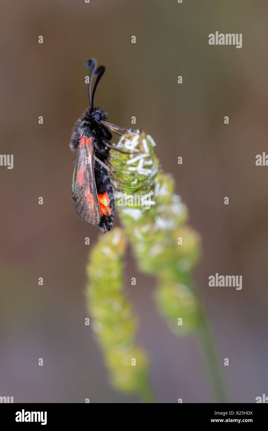 Six butterfly species hi-res stock photography and images - Alamy