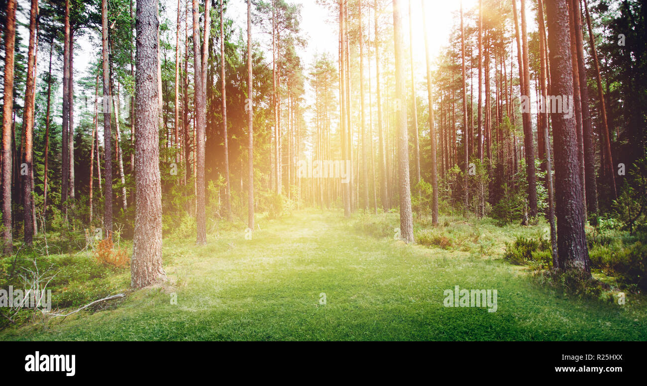 Sunshine plants hi-res stock photography and images - Alamy