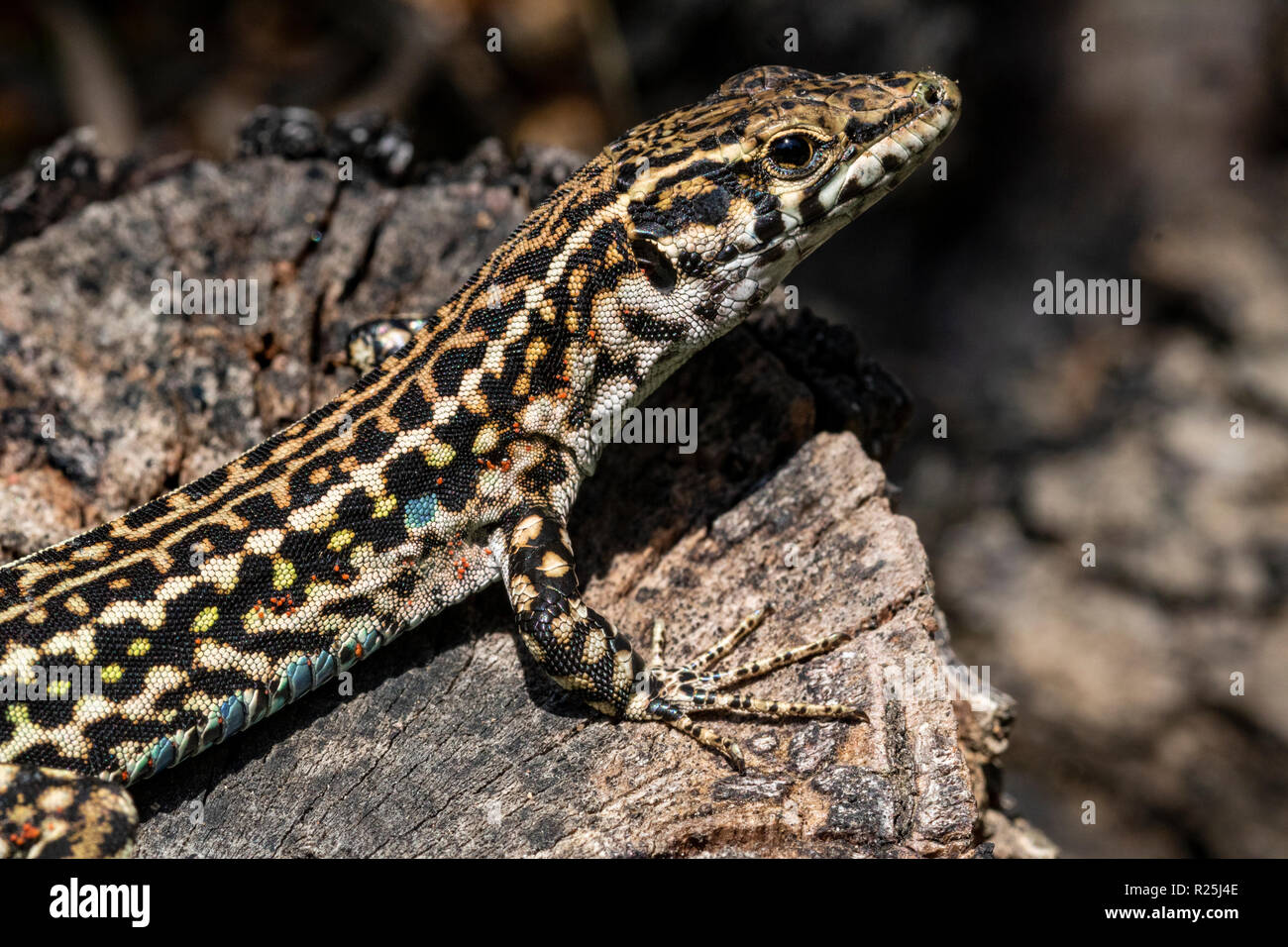 Reptile parasite hi-res stock photography and images - Alamy