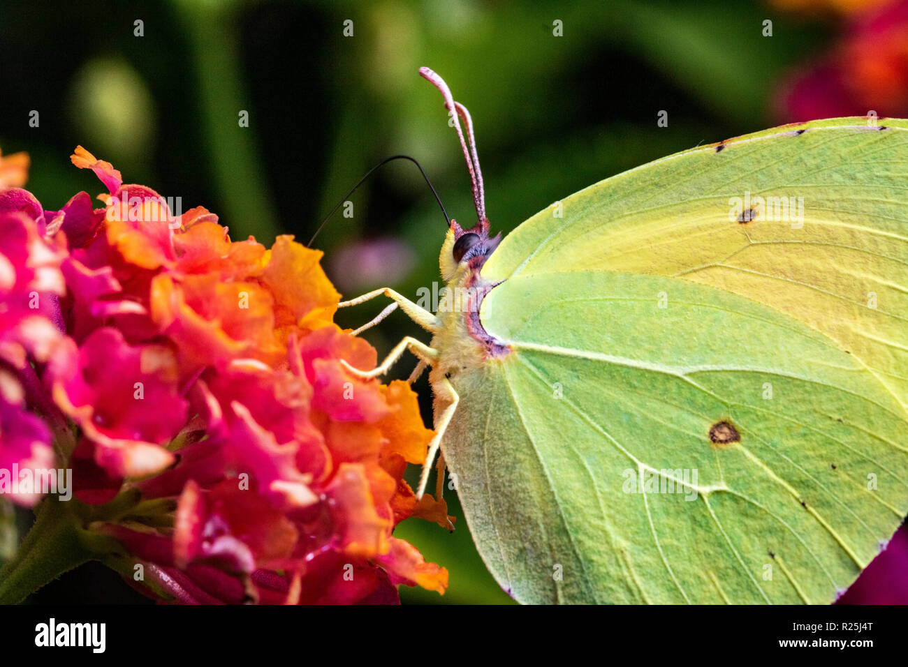 Butterfly Legs Close Up High Resolution Stock Photography and Images ...