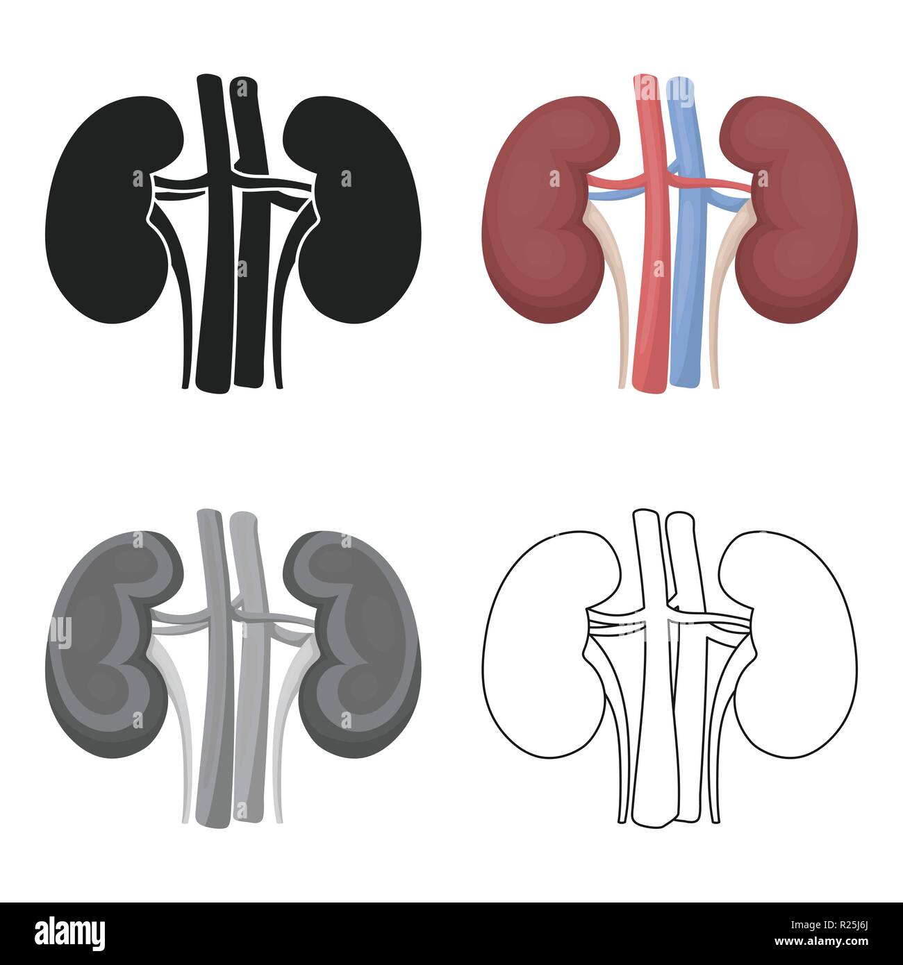 The human adrenal gland Stock Vector Images - Alamy