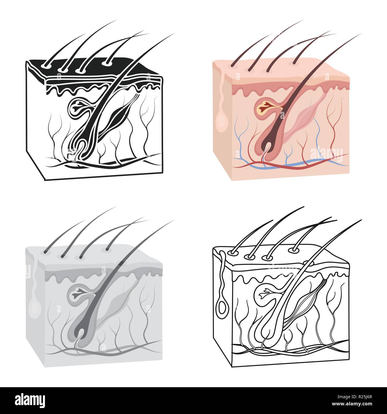 anatomy,art,artery,care,cartoon,cell,cross,dermatology,dermis,design ...