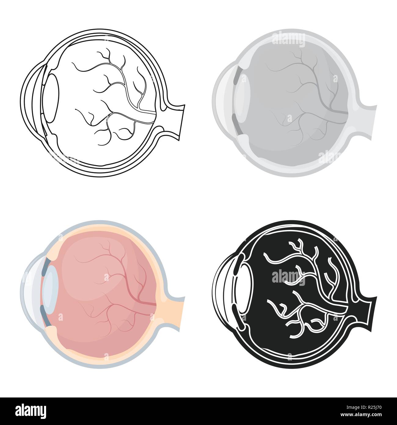 anatomy,art,ball,biology,body,bulb,cartoon,cornea,design,element,eye ...