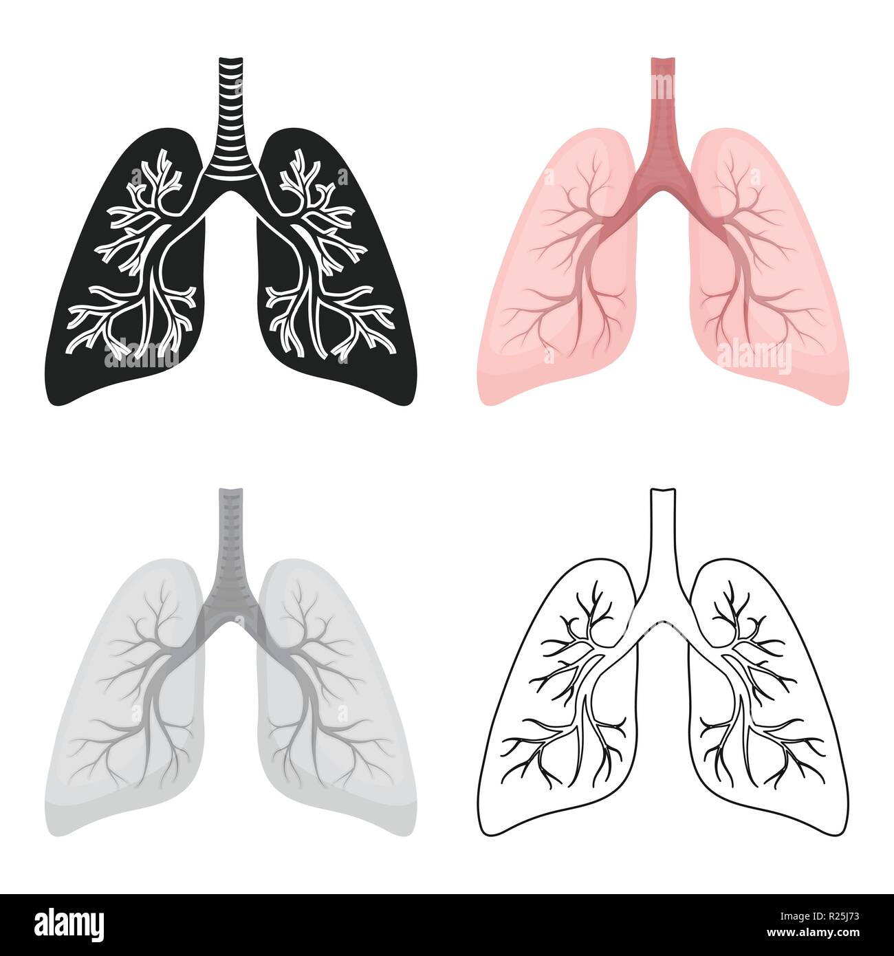 Anatomical Anatomy Art Biology Body Breath Breathe Breathing Bronchi