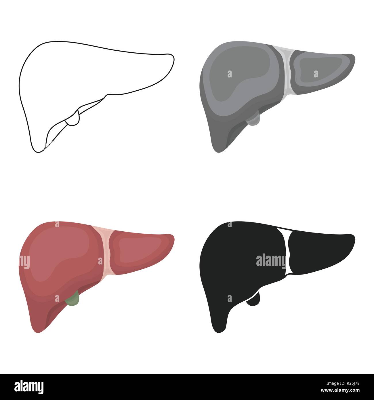 alimentary,anatomy,art,bile,biology,body,care,cartoon,design,digestion ...