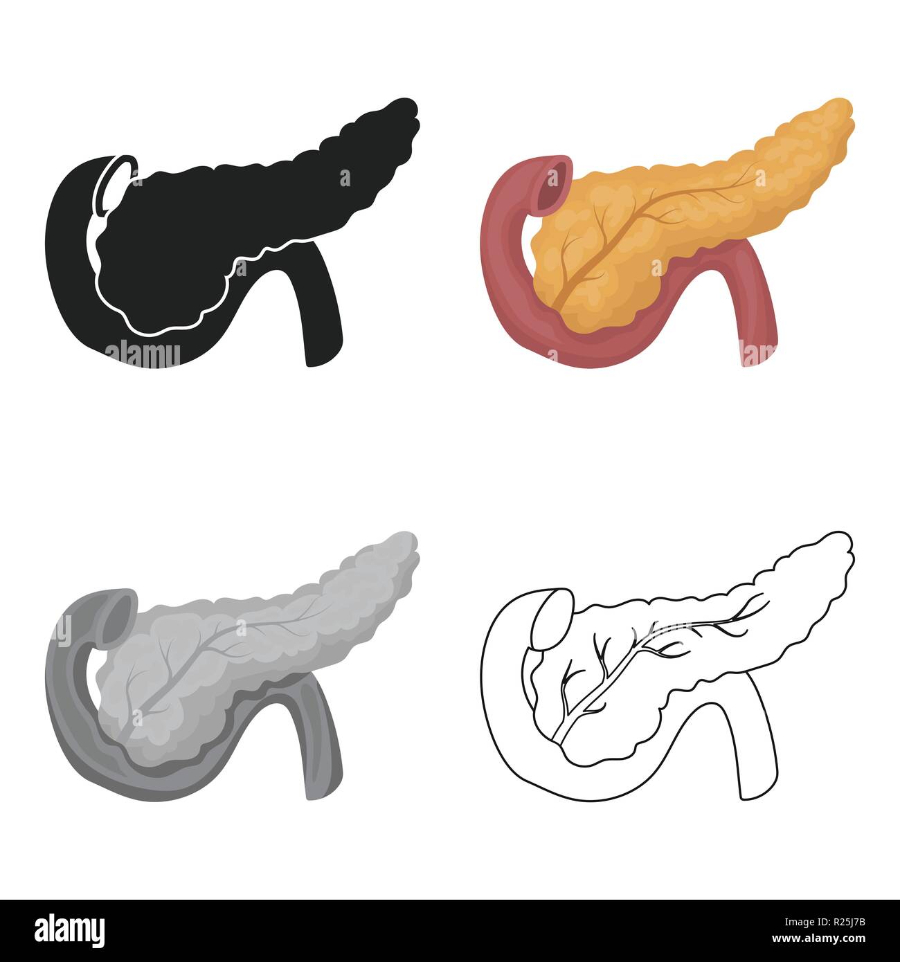 Cross section of human pancreas Cut Out Stock Images & Pictures - Alamy