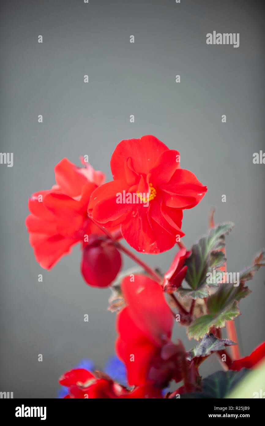 Flowers. Glasgow Botanic Gardens. Scotland Stock Photo - Alamy