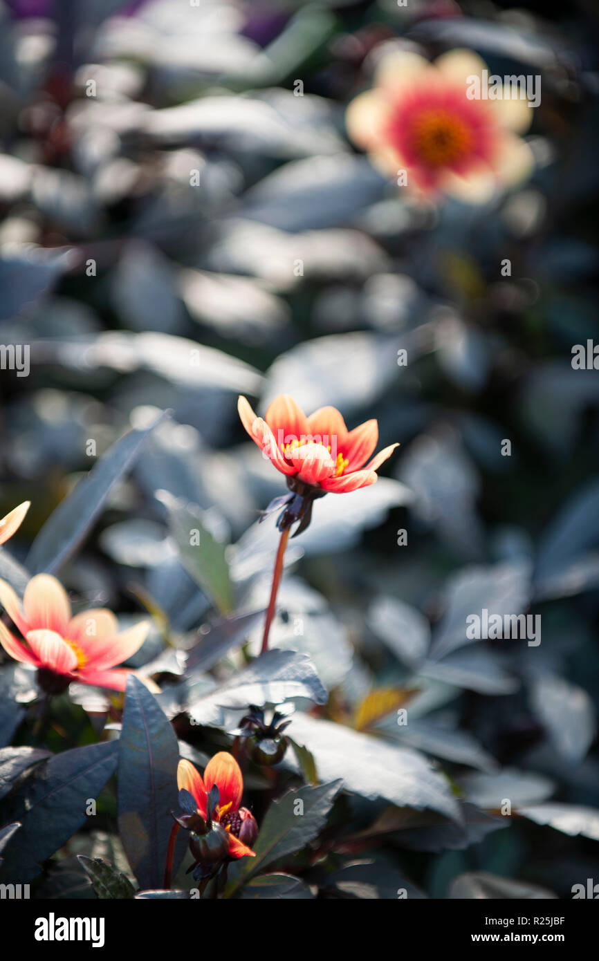 Glasgow Botanic Gardens Autumn High Resolution Stock Photography and ...