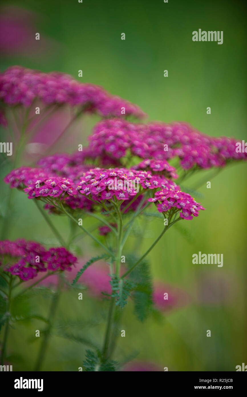 Flowers. Glasgow Botanic Gardens. Scotland Stock Photo - Alamy