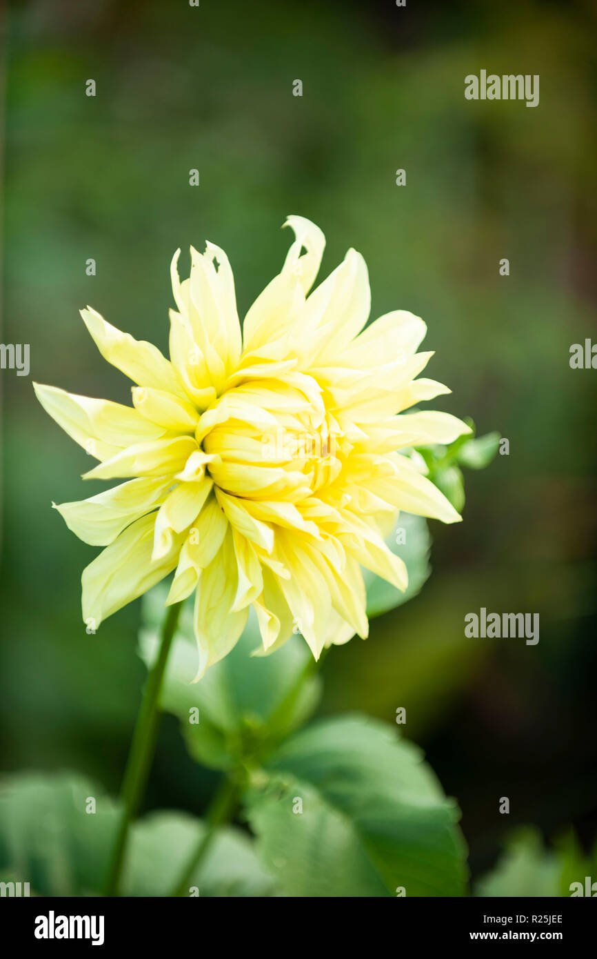 Flowers. Glasgow Botanic Gardens. Scotland Stock Photo - Alamy