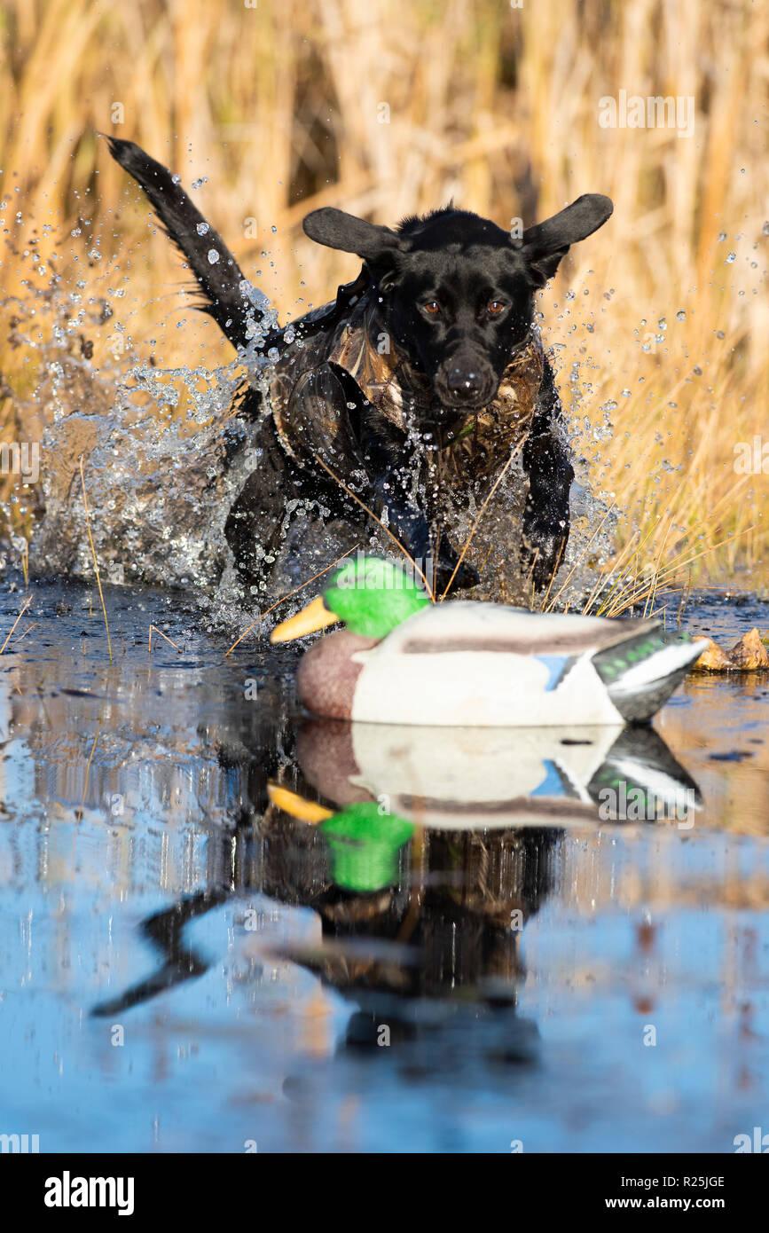 Training duck hi-res stock photography and images - Alamy