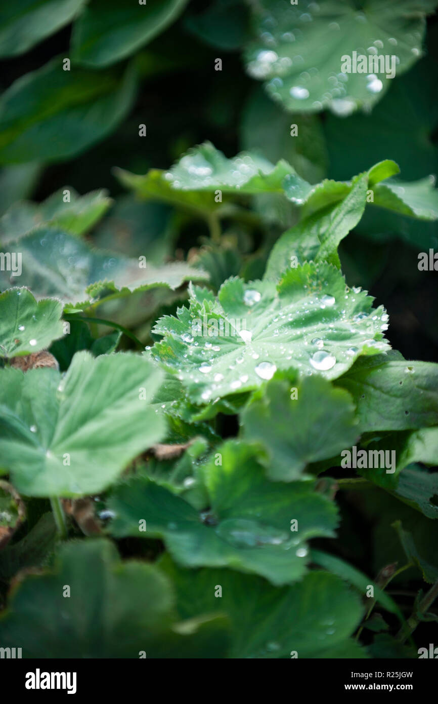 Flowers. Glasgow Botanic Gardens. Scotland Stock Photo - Alamy