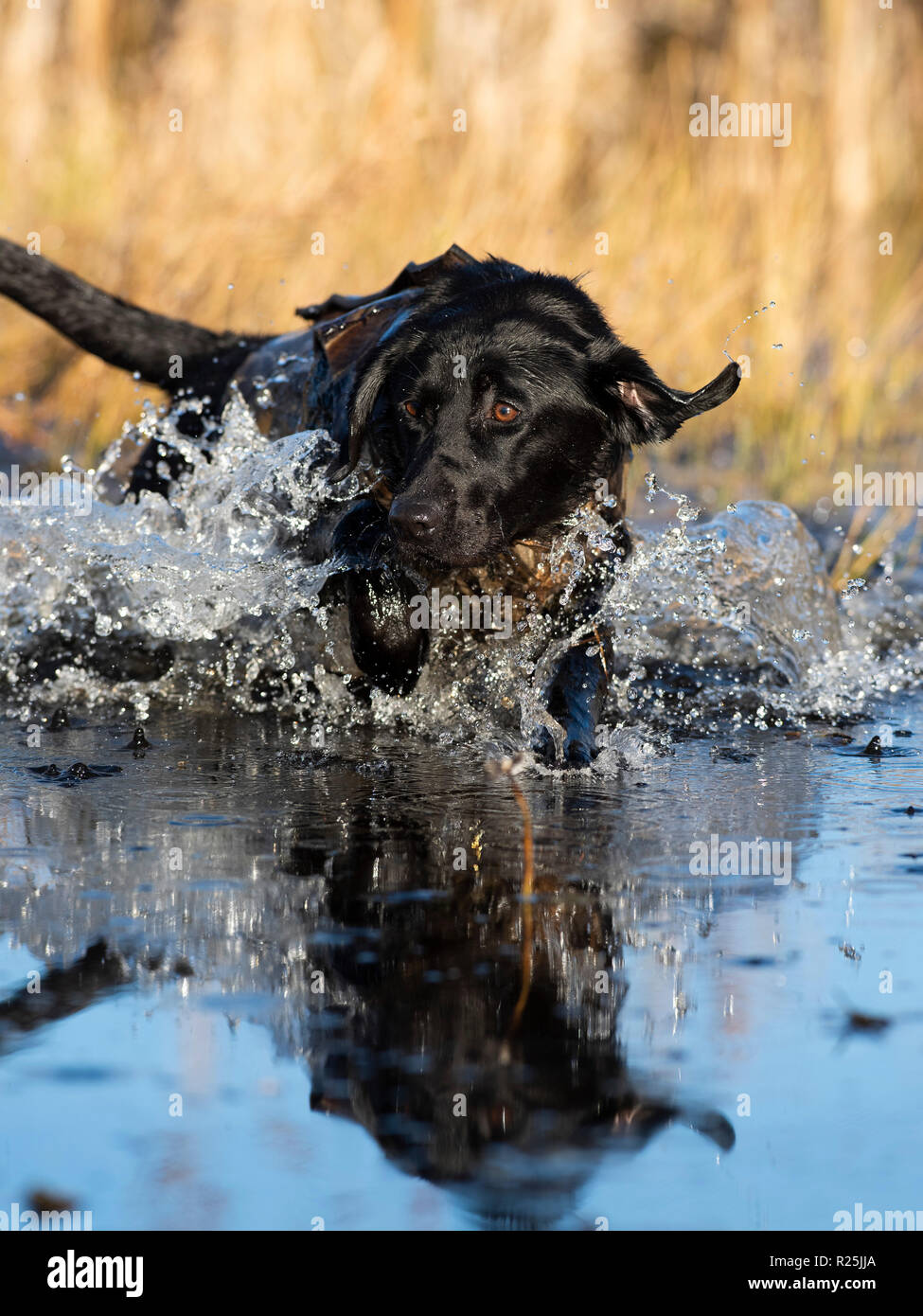 A Back Lab training for Duck hunting on an autumn day Stock Photo - Alamy