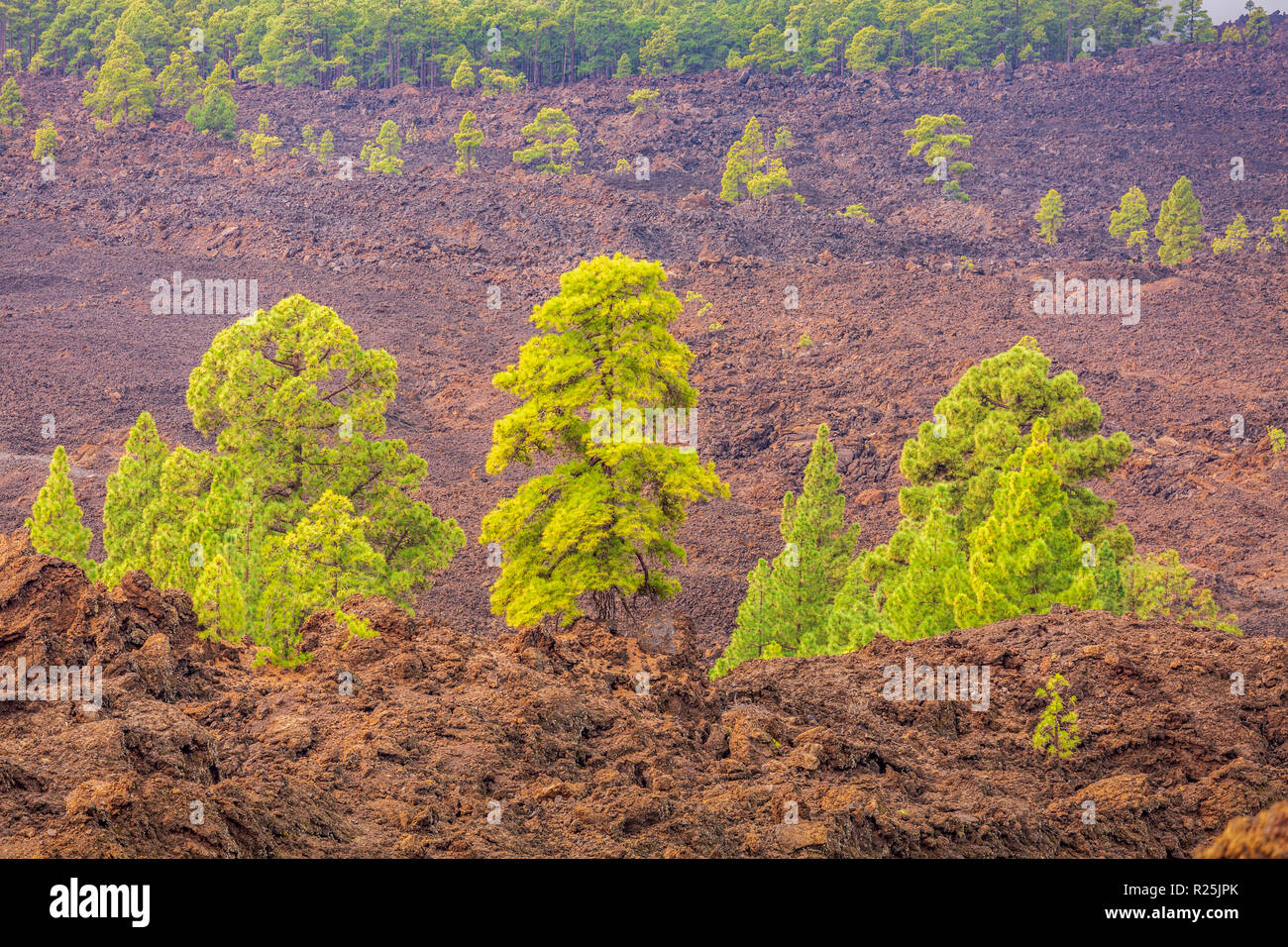 Pinus Canariensis, Canarian pine trees growing in a solidified lava ...